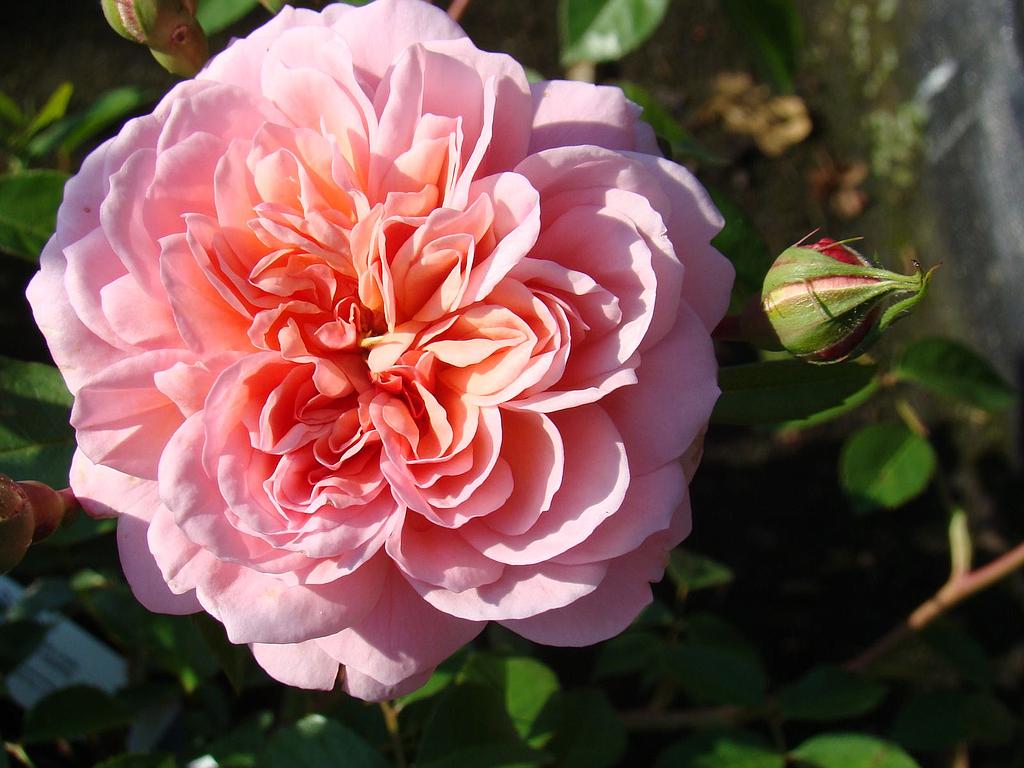 Anne Boleyn - David Austin 1999 () - Roses de la Tour