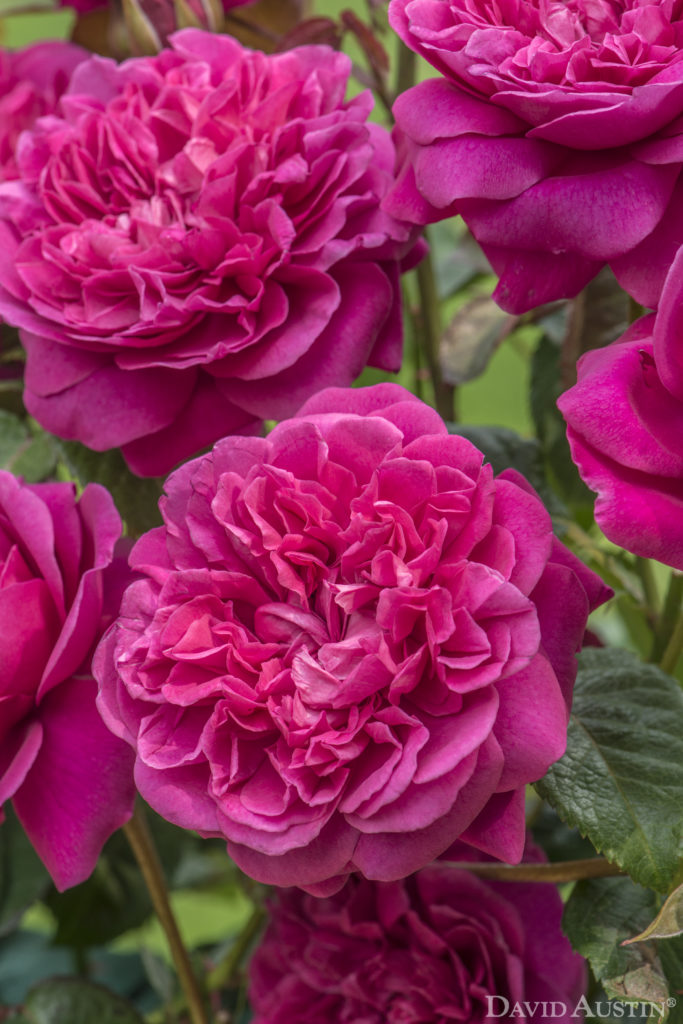 James L. Austin - David Austin 2017 () - Roses de la Tour