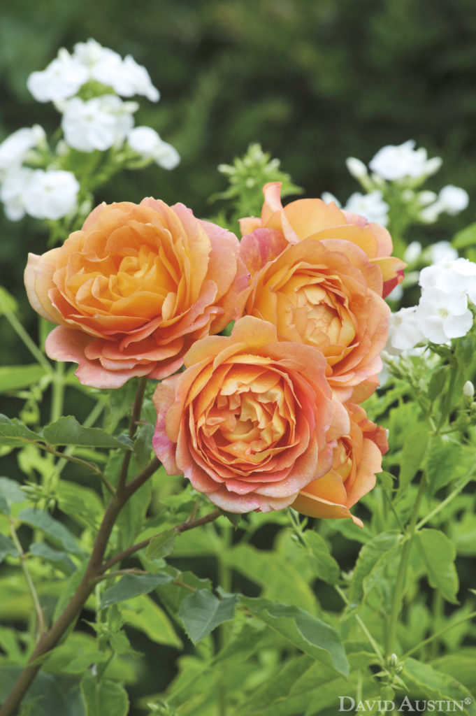 Lady of Shalott - David Austin 2009 () - Roses de la Tour